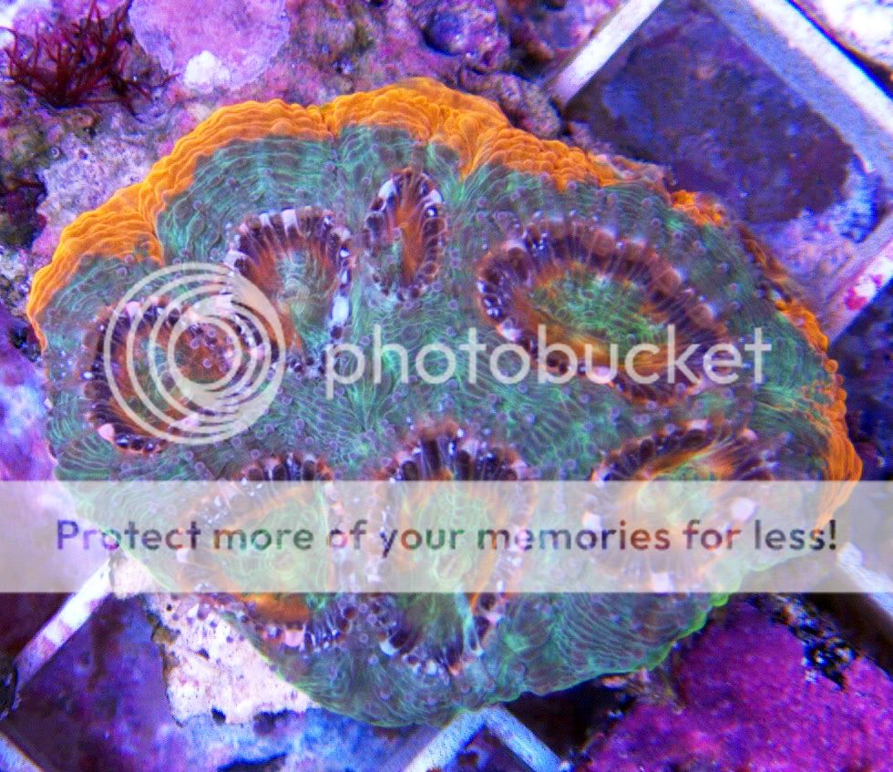 Acan Show-Off Thread: Echinata, Rotundoflora, Maxima, Hillae ...