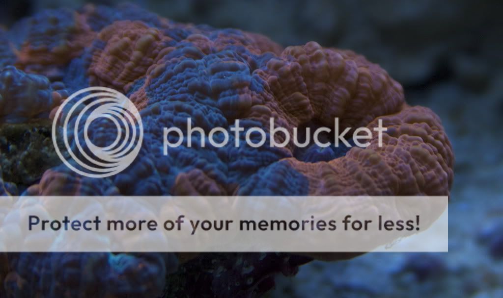 Acan Show-Off Thread: Echinata, Rotundoflora, Maxima, Hillae ...