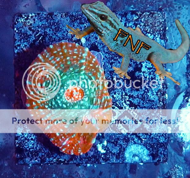 WTB FNF Blue Gecko, FNF Goku, and the FNF Jabawaki Chalices | REEF2REEF ...